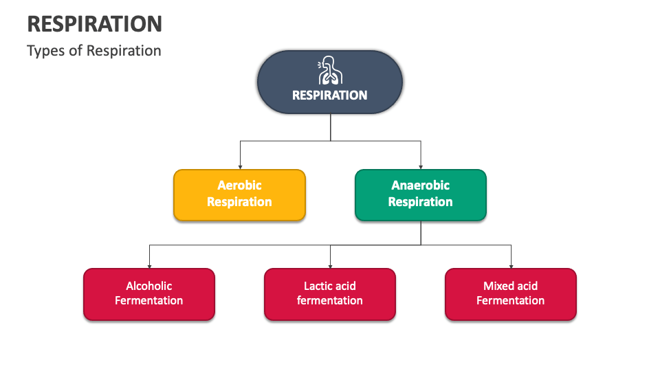 Respiration PowerPoint and Google Slides Template - PPT Slides