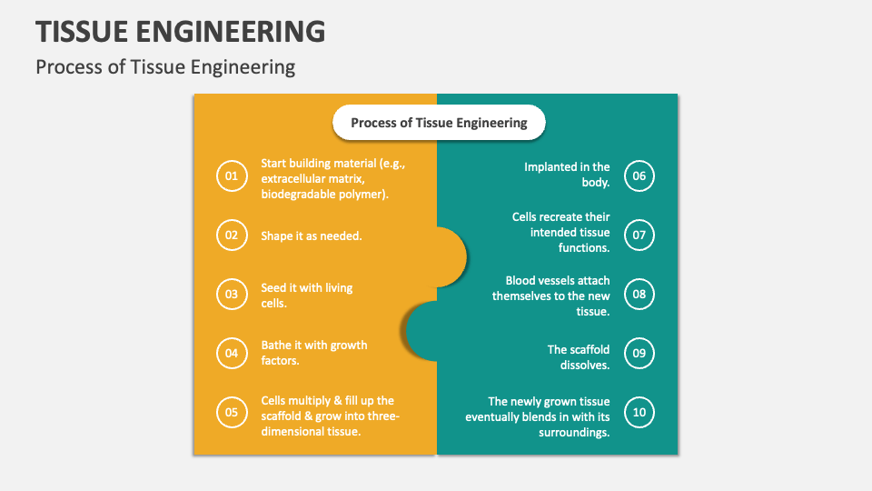 Tissue Engineering Template for PowerPoint and Google Slides - PPT Slides