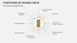 Double Helix Template for Google Slides and PowerPoint - PPT Slides