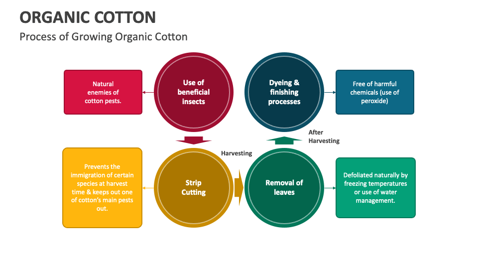 Organic Cotton PowerPoint and Google Slides Template - PPT Slides
