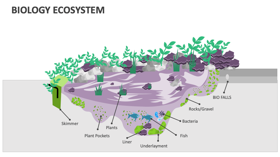 Biology Ecosystem PowerPoint and Google Slides Template - PPT Slides