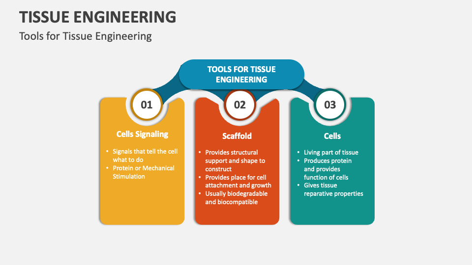 Tissue Engineering Template for PowerPoint and Google Slides - PPT Slides