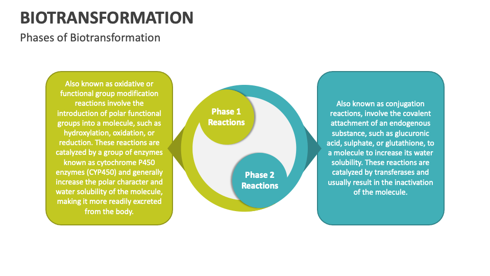 Biotransformation PowerPoint and Google Slides Template - PPT Slides