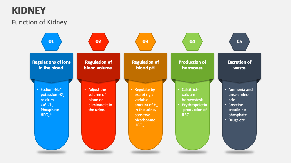 Kidney PowerPoint and Google Slides Template - PPT Slides