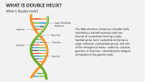 Double Helix Template for Google Slides and PowerPoint - PPT Slides