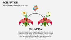 Pollination PowerPoint and Google Slides Template - PPT Slides