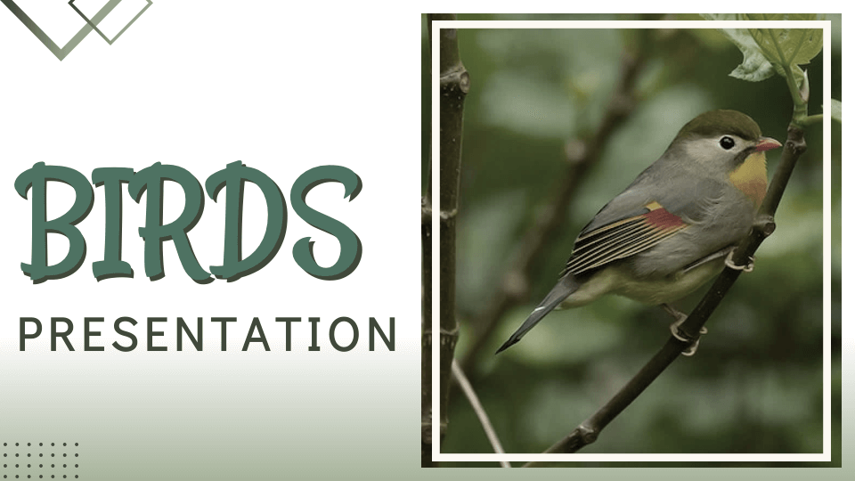 Free - Birds Presentation Template for Google Slides and PowerPoint ...