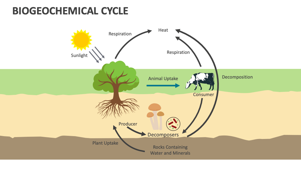 Biogeochemical Cycle PowerPoint and Google Slides Template - PPT Slides Biogeochemical Cycle PowerPoint and Google Slides Template - PPT Slides