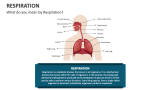 Respiration PowerPoint and Google Slides Template - PPT Slides