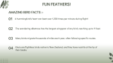 Free - Birds Presentation Template for Google Slides and PowerPoint ...