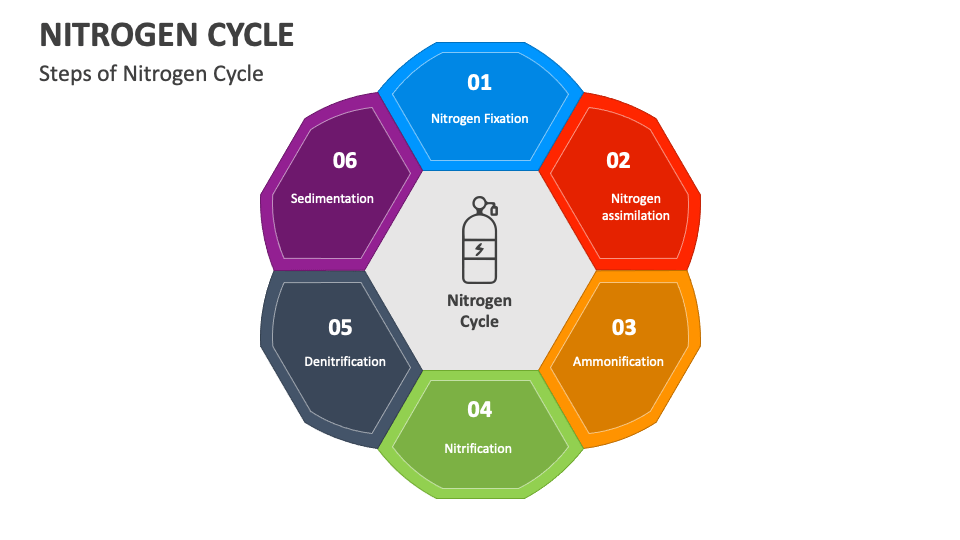 Nitrogen Cycle PowerPoint and Google Slides Template - PPT Slides