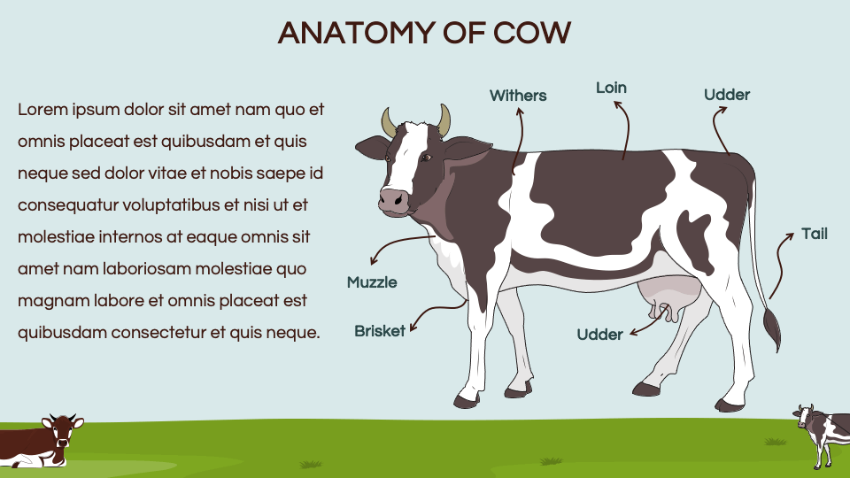 Free - Cow Presentation Template for Google Slides and PowerPoint - PPT ...