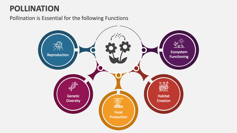 Pollination PowerPoint and Google Slides Template - PPT Slides