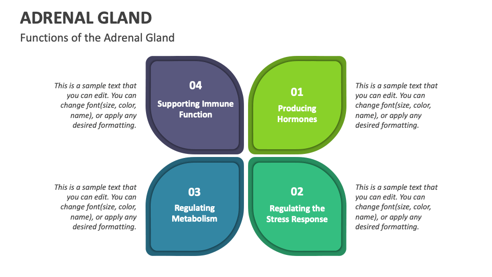 Adrenal Gland PowerPoint and Google Slides Template - PPT Slides