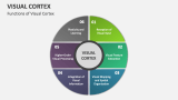 Visual Cortex PowerPoint and Google Slides Template - PPT Slides