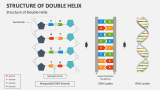 Double Helix Template for Google Slides and PowerPoint - PPT Slides