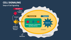 Cell Signaling PowerPoint and Google Slides Template - PPT Slides